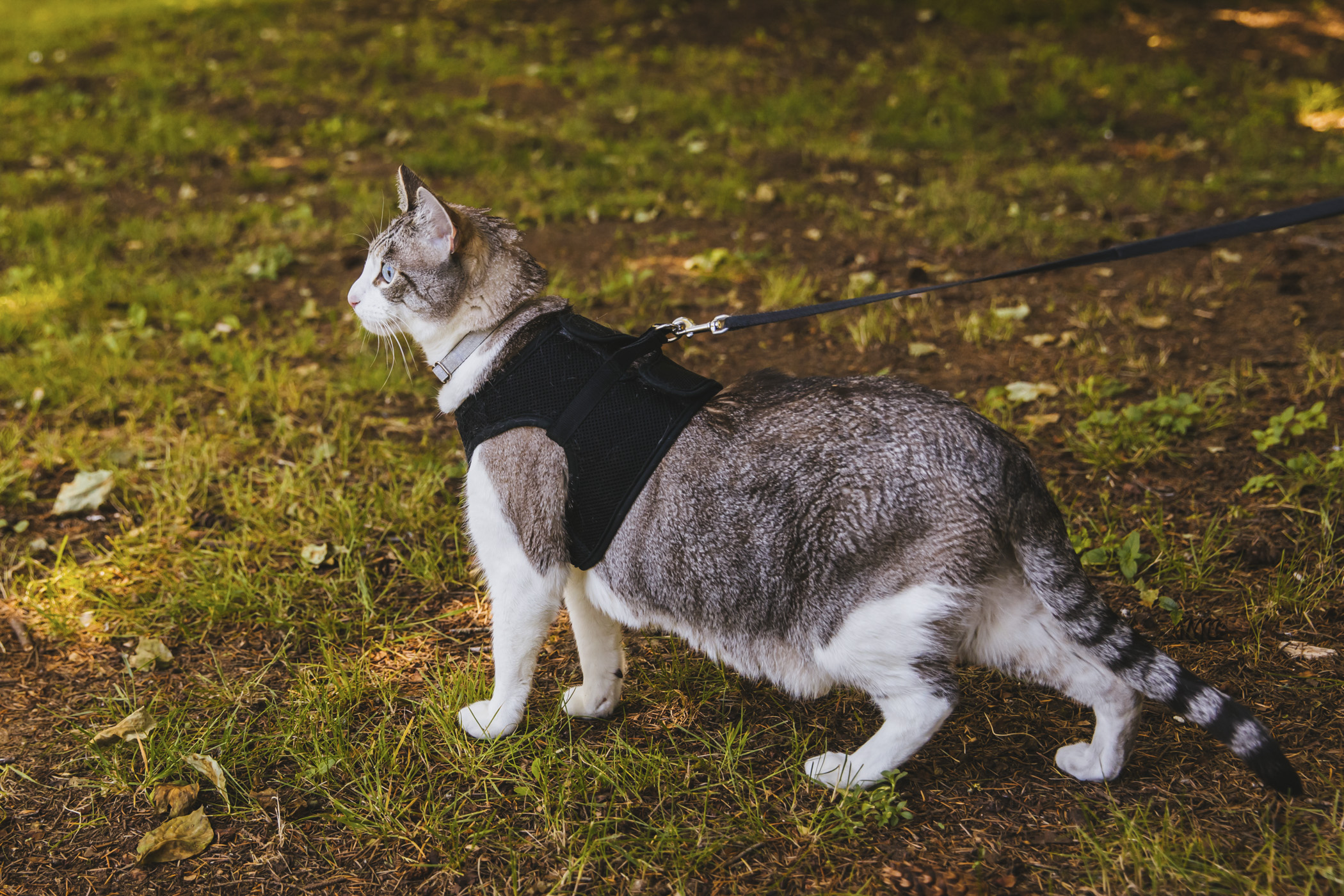 Ruffined Spotlight Jake The Lynx Point Siamese Mix Seattle Refined