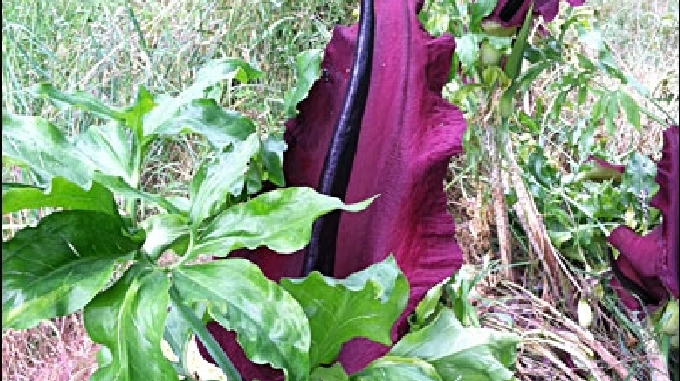 Why Does This Flower Smell Like A Rotting Corpse KVAL Why Does This Flower Smell Like A Rotting Corpse KVAL