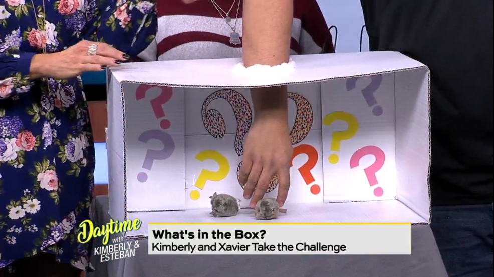 Mystery Box Challenge | Watch Daytime