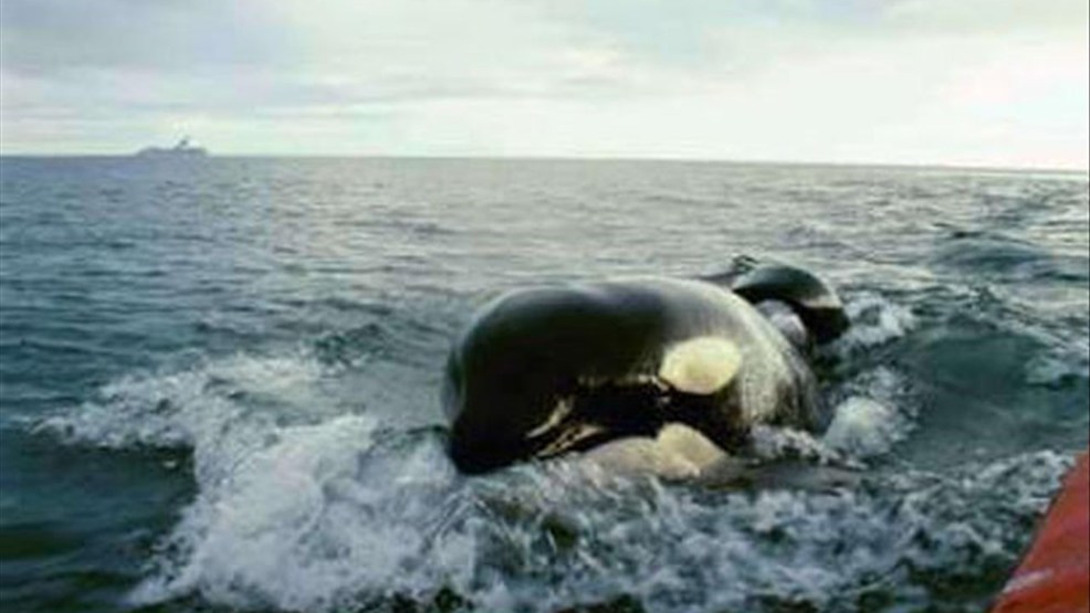 Orca carries dead calf for week during 'deep grieving' | KUTV