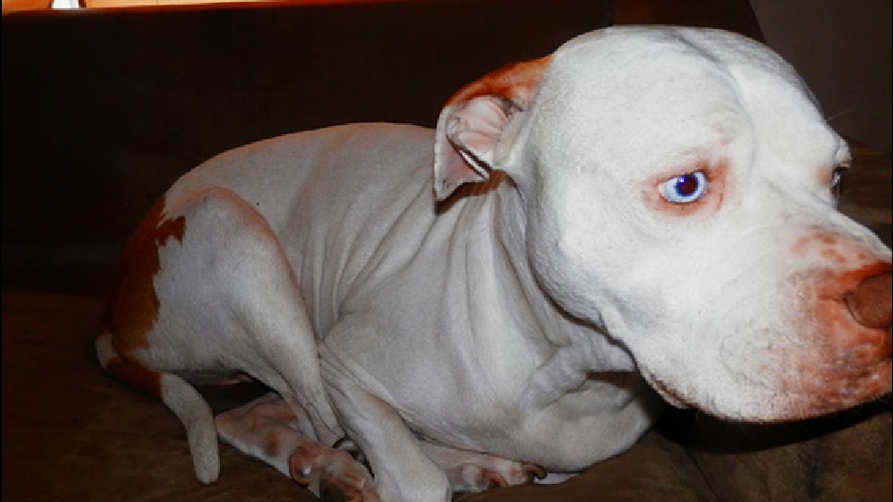 Pitbull euthanized after attacking owner at Maryland home | WJLA