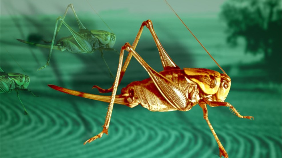 'Mormon crickets' reported early this year, posing threat | KUTV