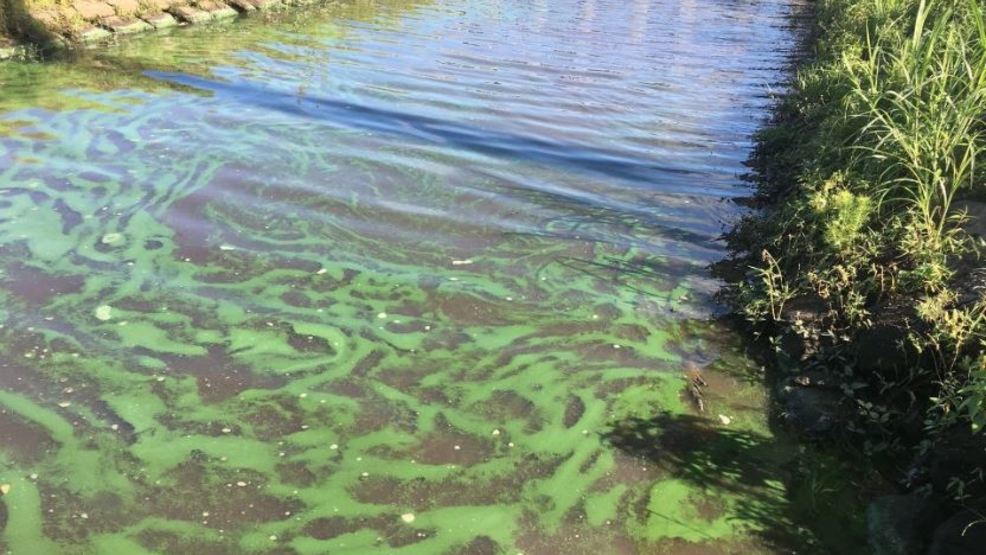 Algae spreads closer to coast | WPEC
