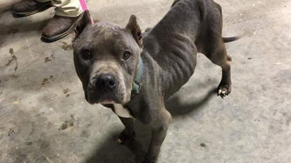 Five pit bulls found starved in abandoned home | WBMA